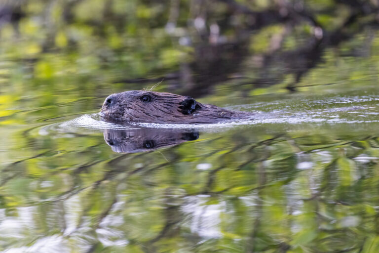 Näin passitat majavaa - Riistalehti.fi